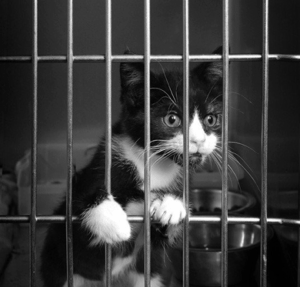 Animal Aid Alliance – NC – Support Our Cause